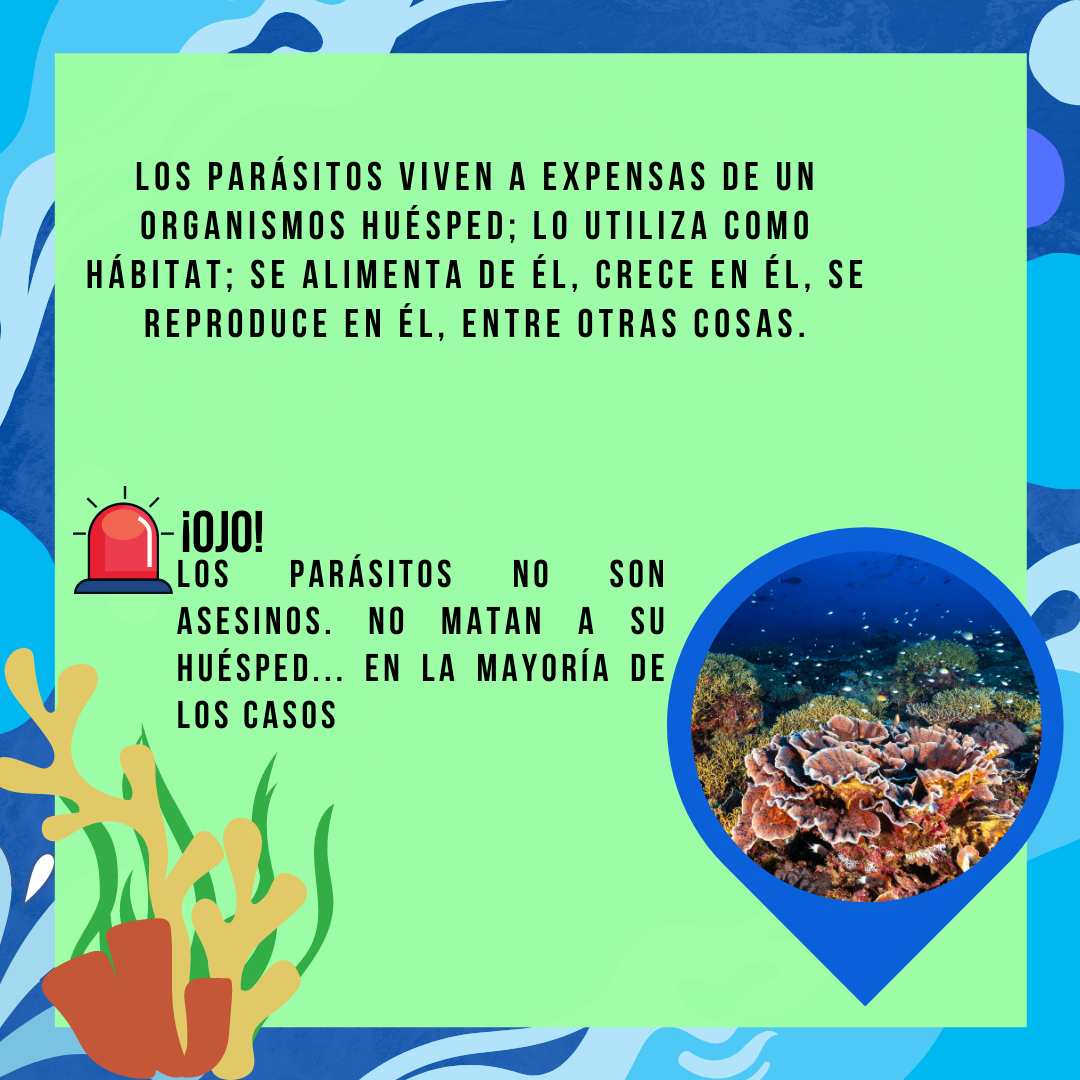 En busca del coral…icolido – Divulgacion Científica ENES Mérida